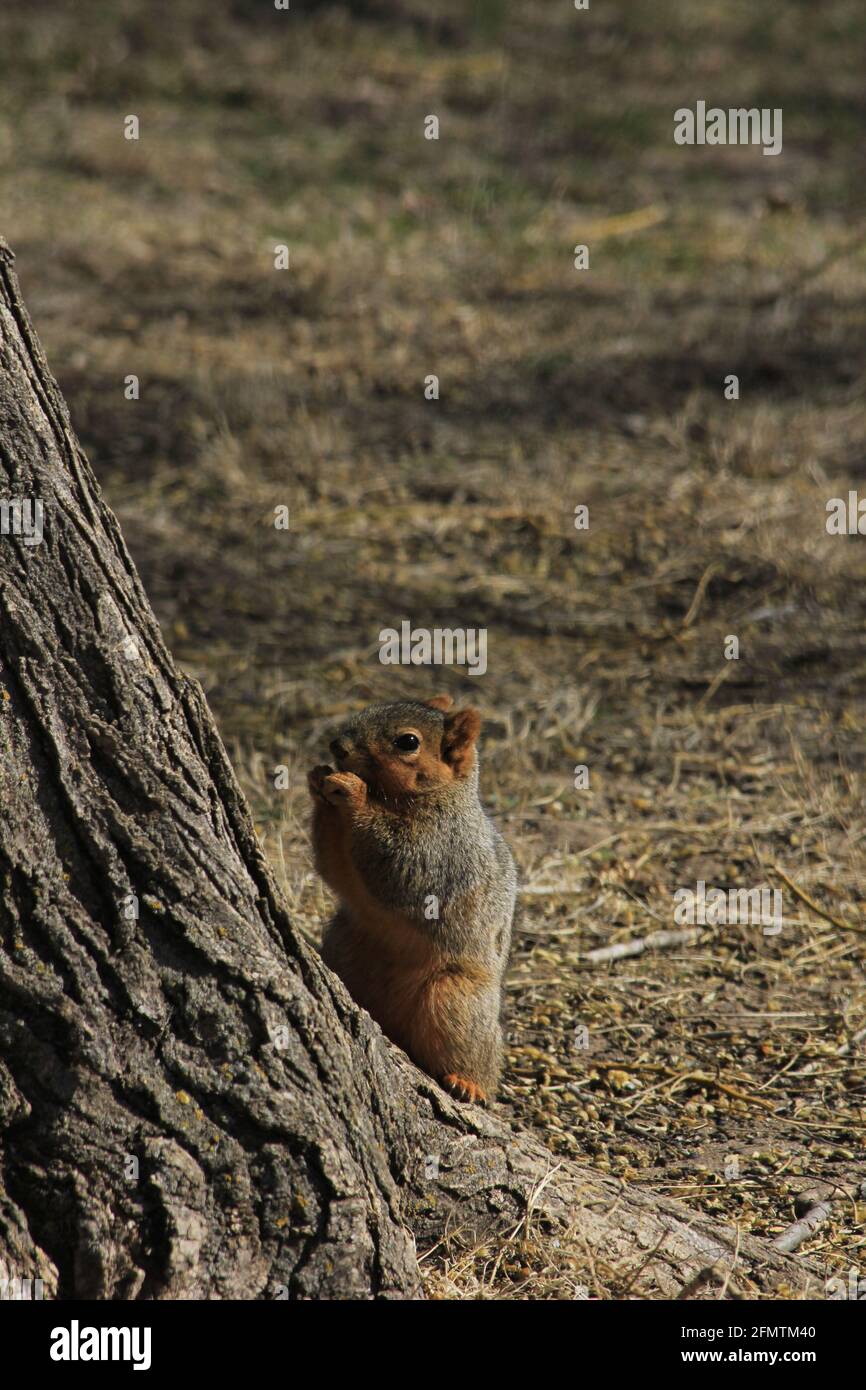 Foxtail Squirrel shot closeup with brown grass Stock Photo - Alamy