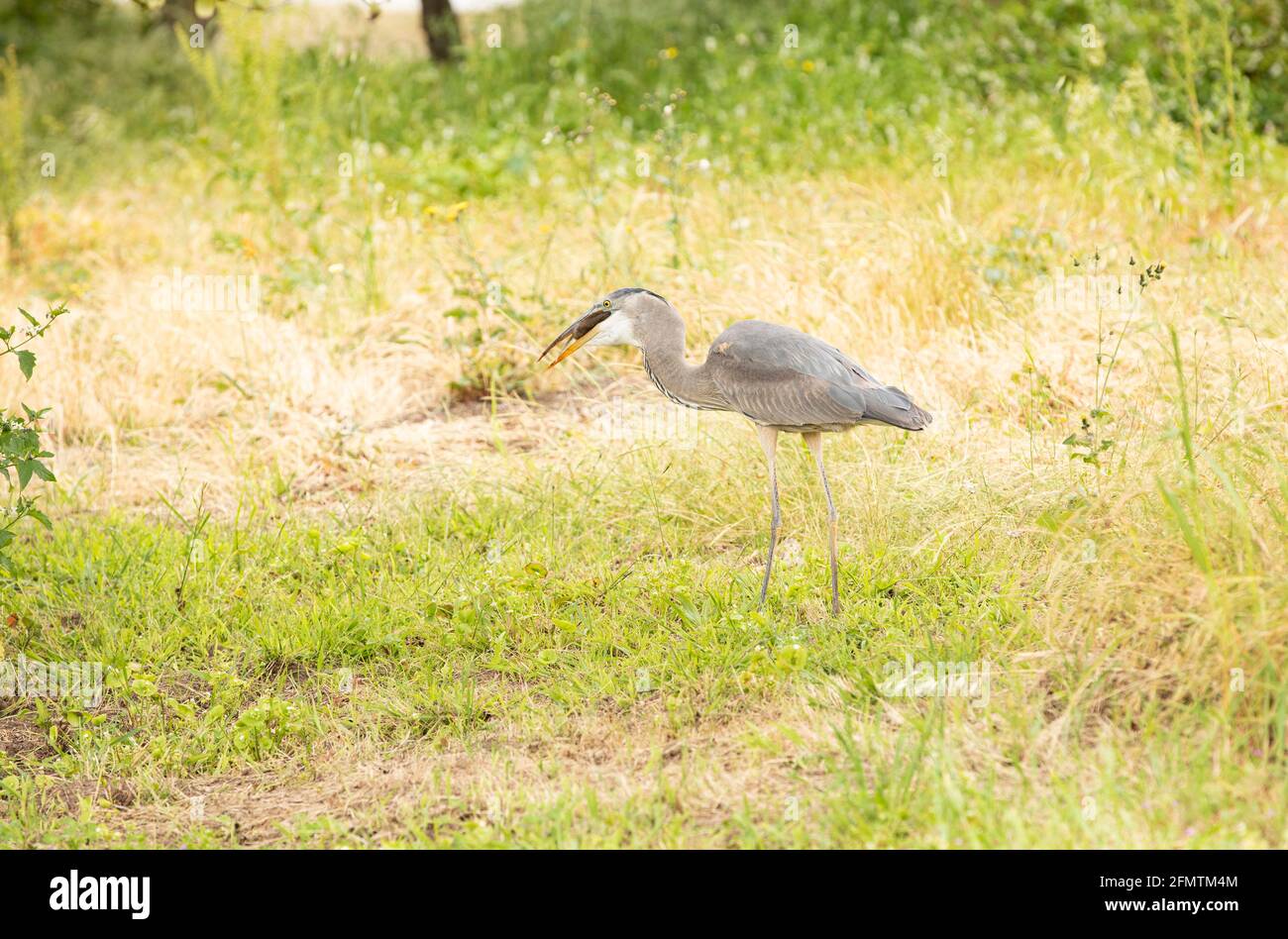 Great Blue Heron hunting for gophers Stock Photo - Alamy