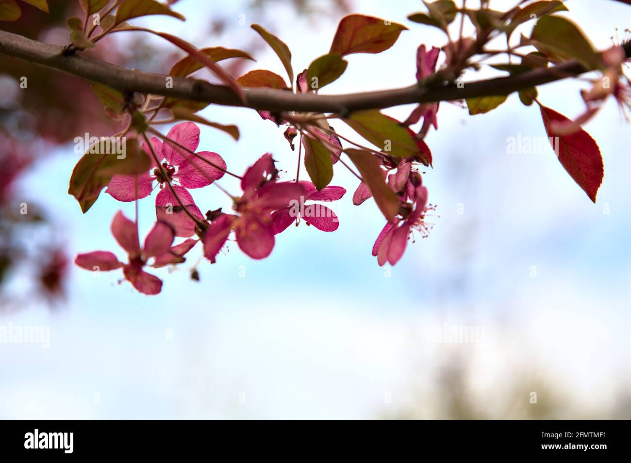 Japanese crabapple in bloom Stock Photo - Alamy