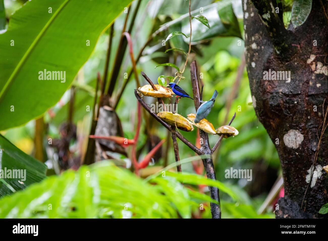 The red-legged honeycreeper (Cyanerpes cyaneus) small songbird species ...