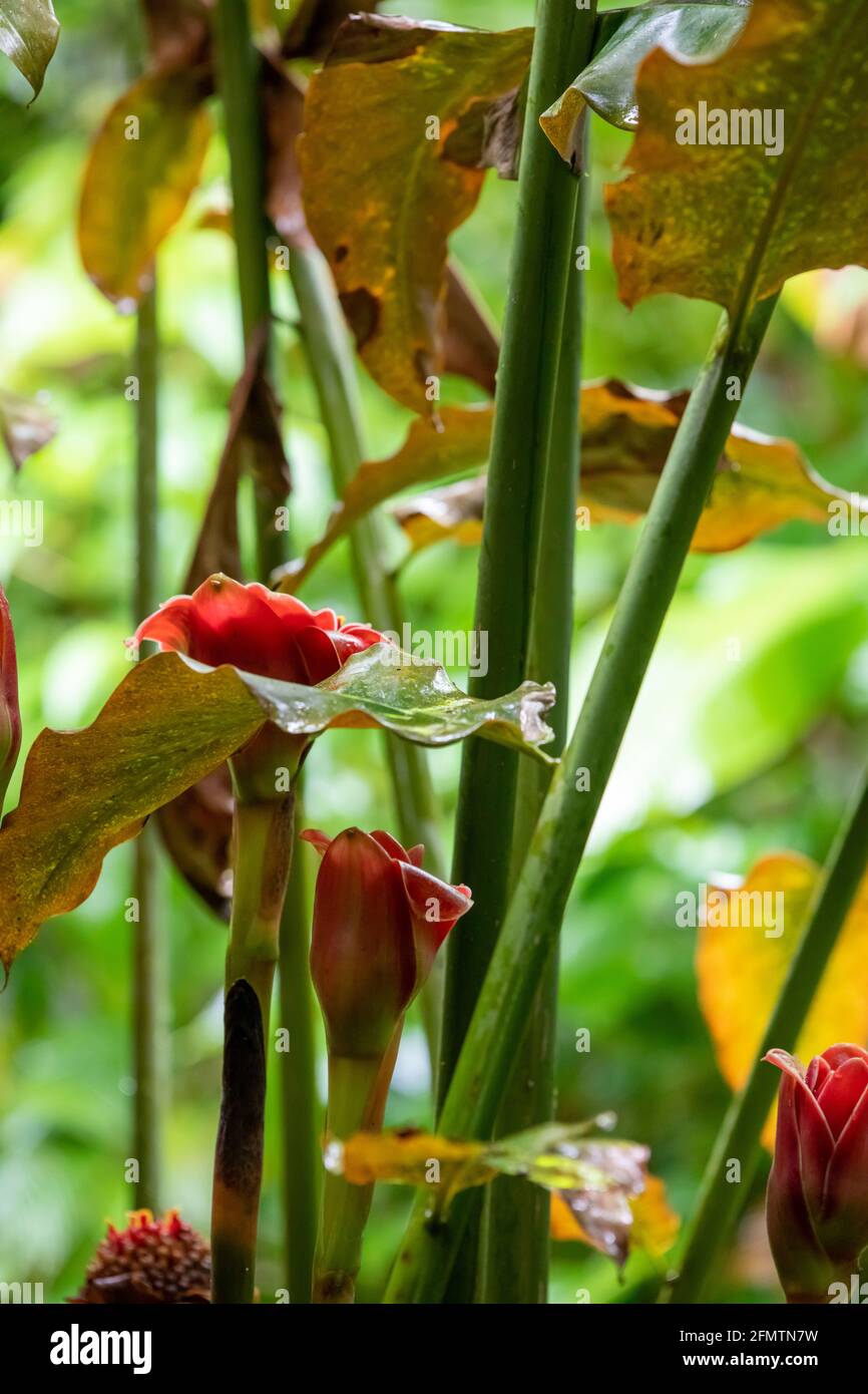 Etlingera elatior, also known as torch ginger, ginger flower, red ...