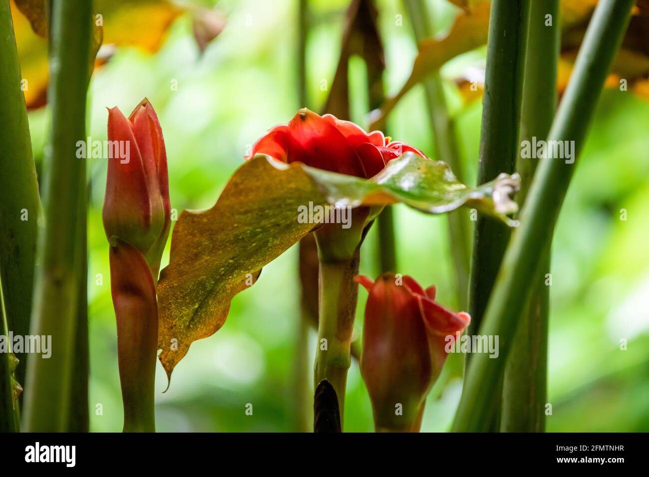 Etlingera elatior, also known as torch ginger, ginger flower, red ...