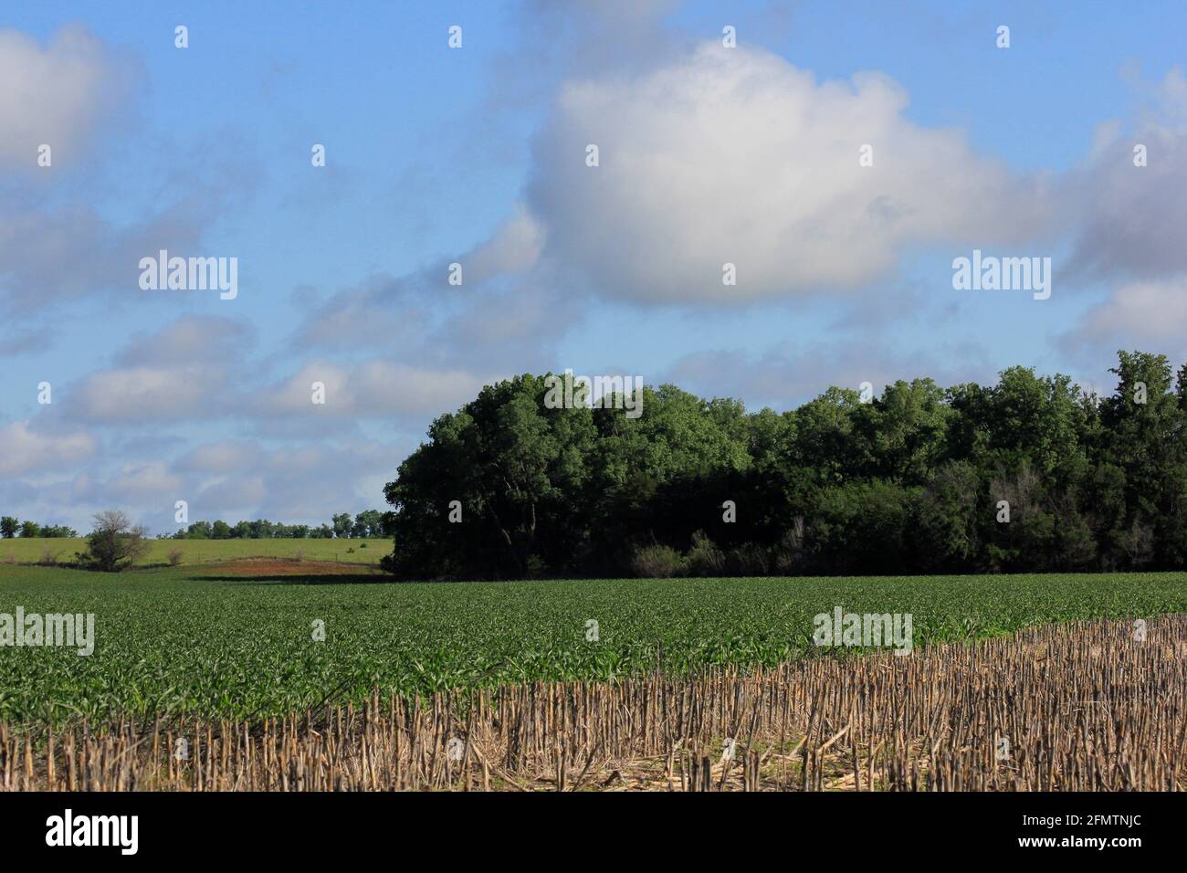Kansas farm field with a crop growing with blue sky and clouds Stock ...