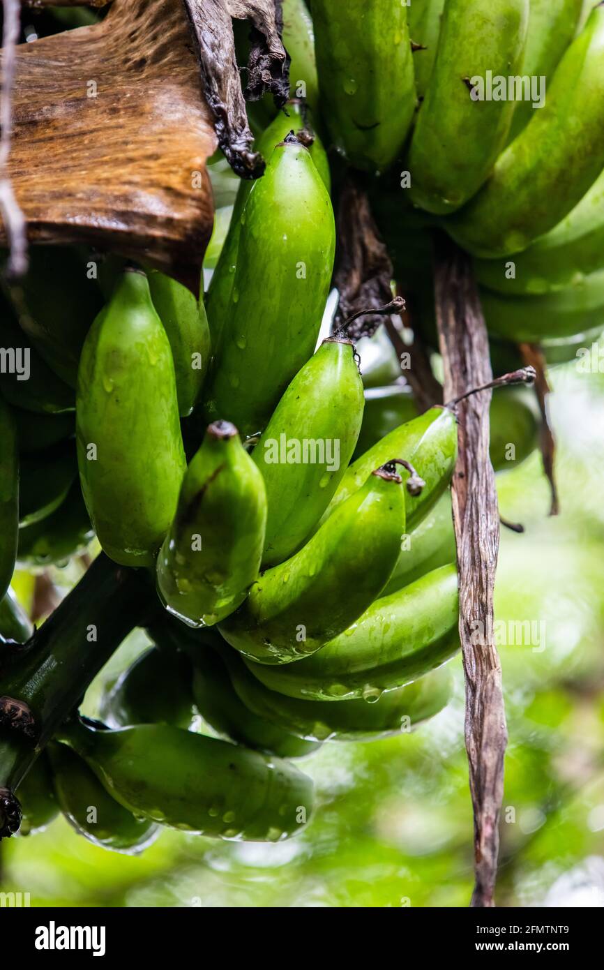 Banana palm tree (Musa species) with banana fruits in the tropical rain ...