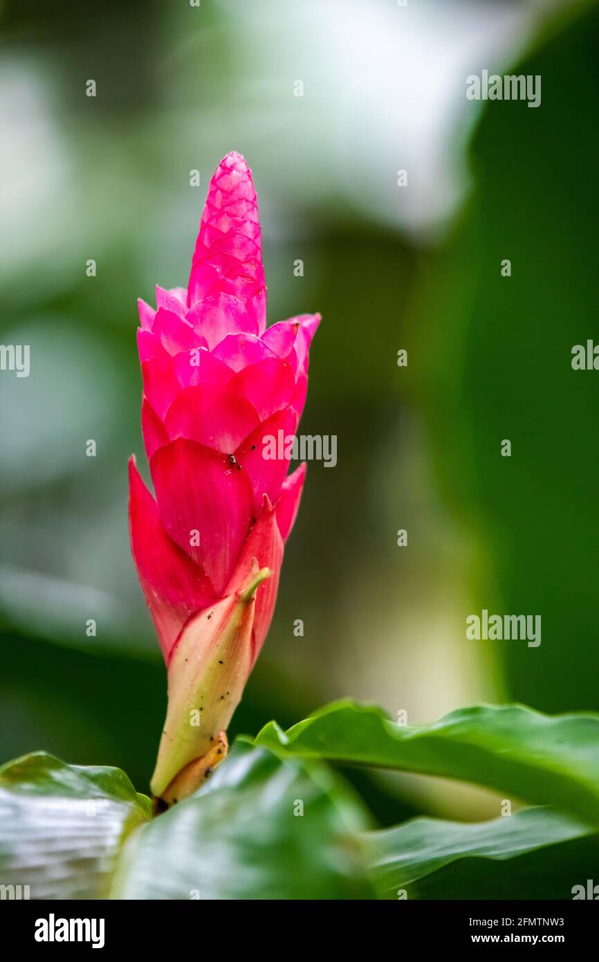 Alpinia purpurata, red ginger, ostrich plume or pink cone ginger, with ...