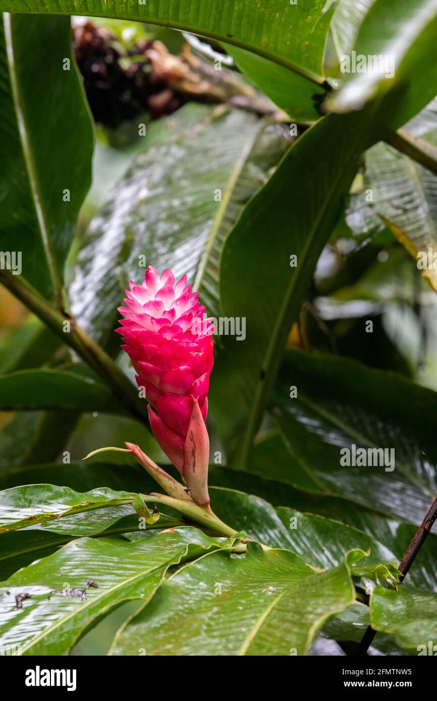 Alpinia purpurata, red ginger, ostrich plume or pink cone ginger, with ...