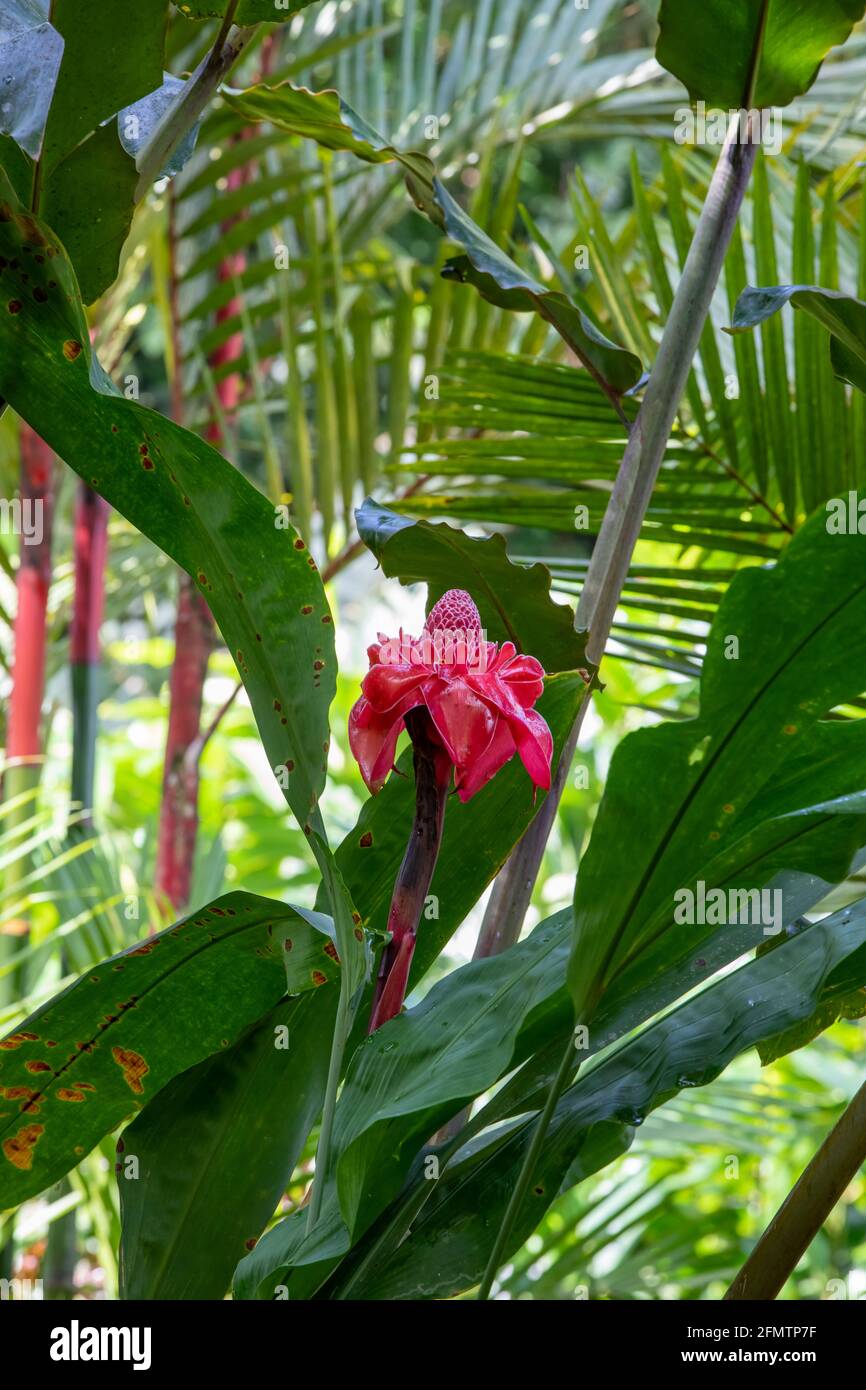 Etlingera elatior, also known as torch ginger, ginger flower, red ...