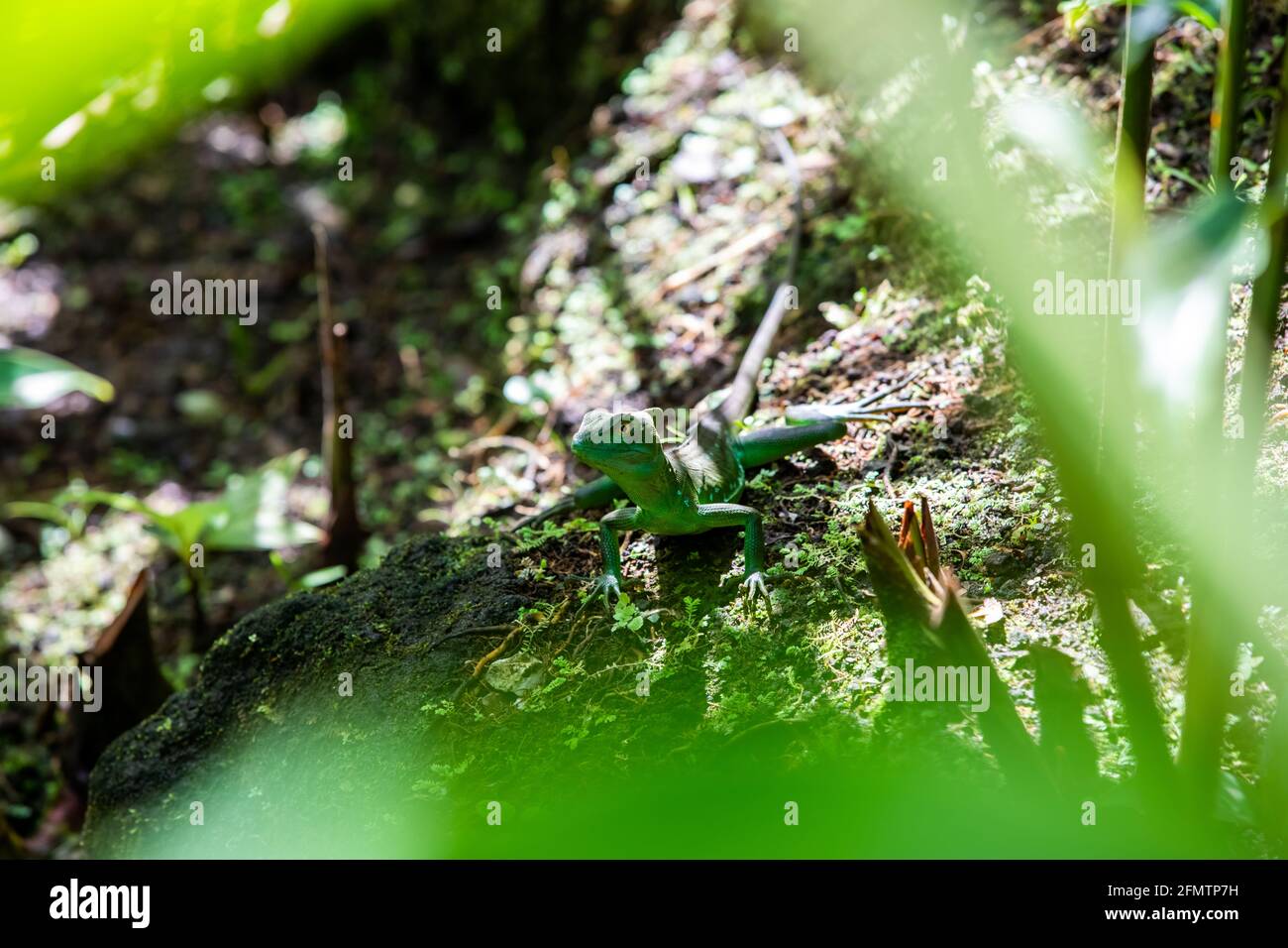 The plumed basilisk (Basiliscus plumifrons), also called commonly the ...