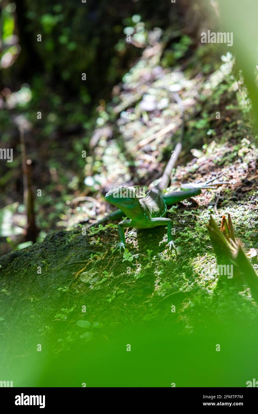 The plumed basilisk (Basiliscus plumifrons), also called commonly the ...