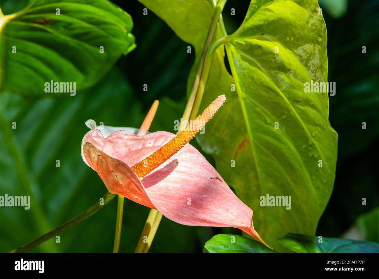 Pink anthurium, tailflower, flamingo flower or laceleaf in Costa Rica ...