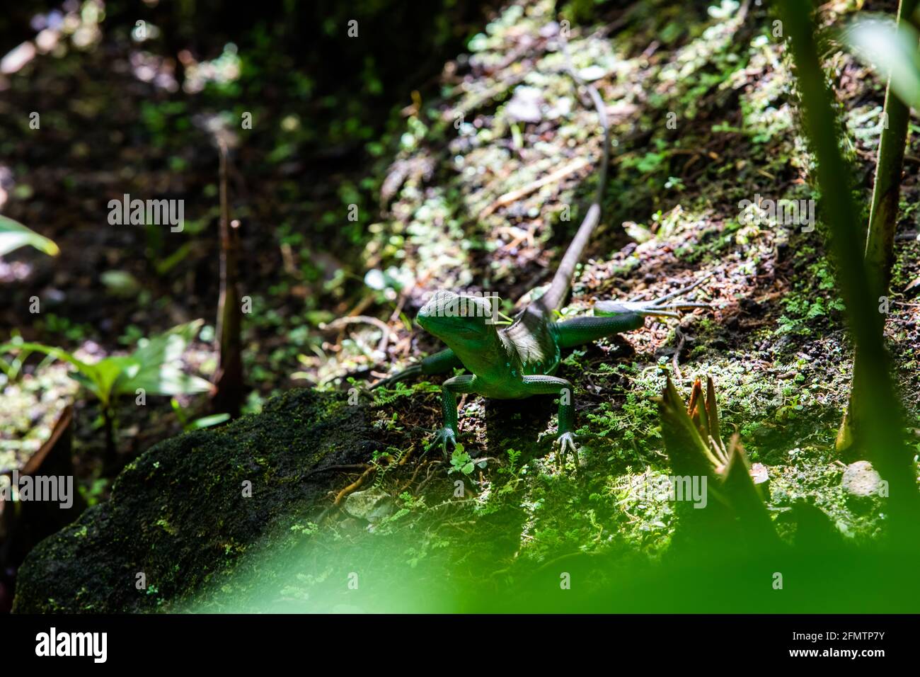 The plumed basilisk (Basiliscus plumifrons), also called commonly the ...
