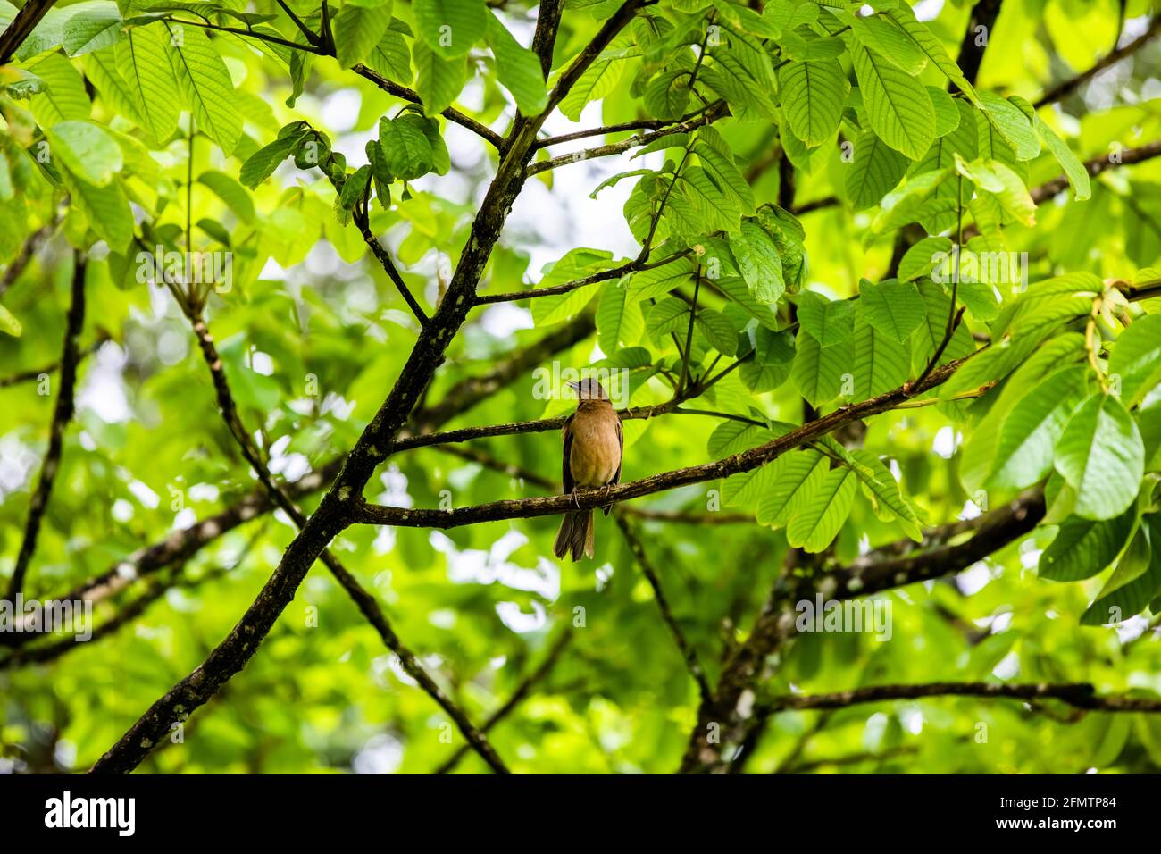 Bird in tropical tree canopy, on a twig, in Arenal region, Costa Rica ...