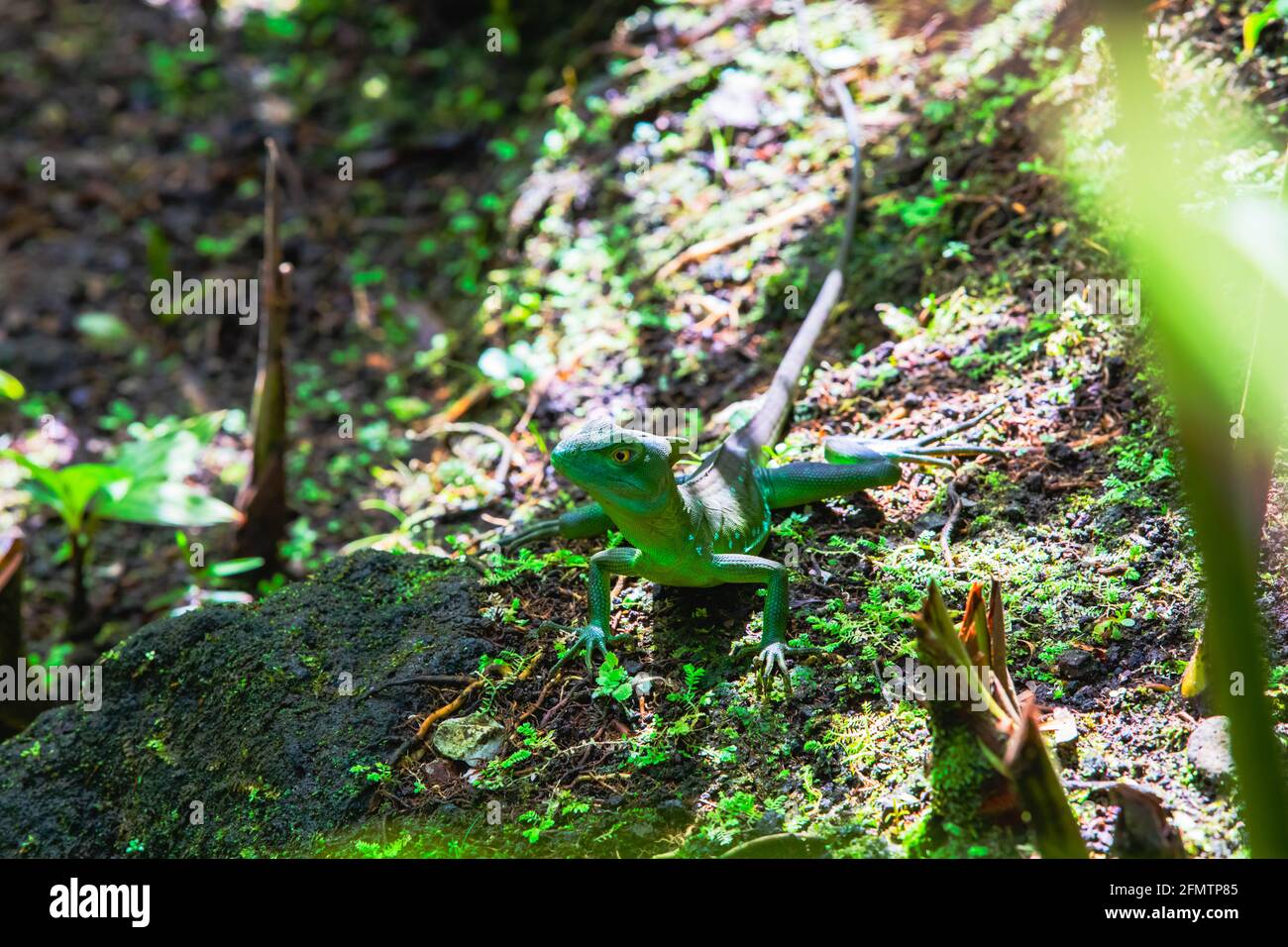 The plumed basilisk (Basiliscus plumifrons), also called commonly the ...