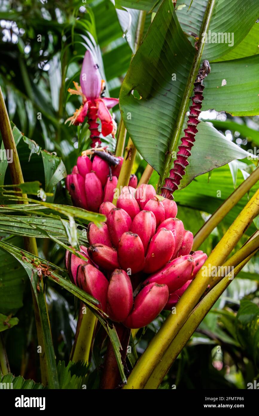 Musa velutina, the hairy or pink banana, is a diploid species of wild ...