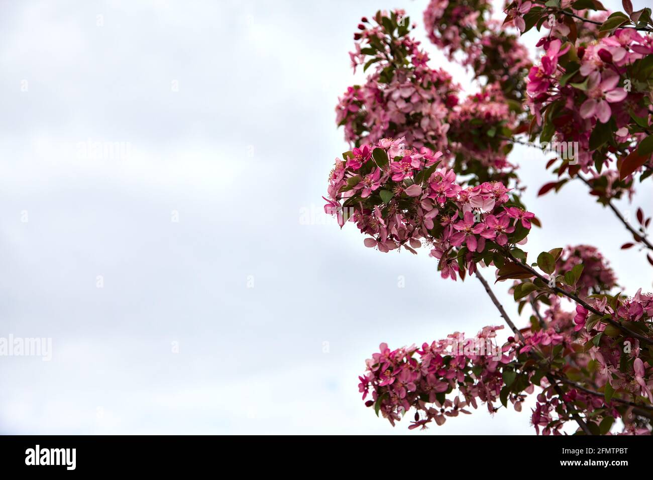 Japanese crabapple in bloom Stock Photo - Alamy
