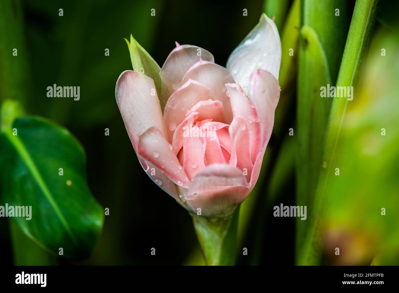 Etlingera elatior, also known as torch ginger, ginger flower, red ...