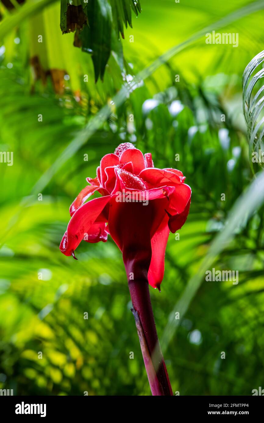 Etlingera elatior, also known as torch ginger, ginger flower, red ...