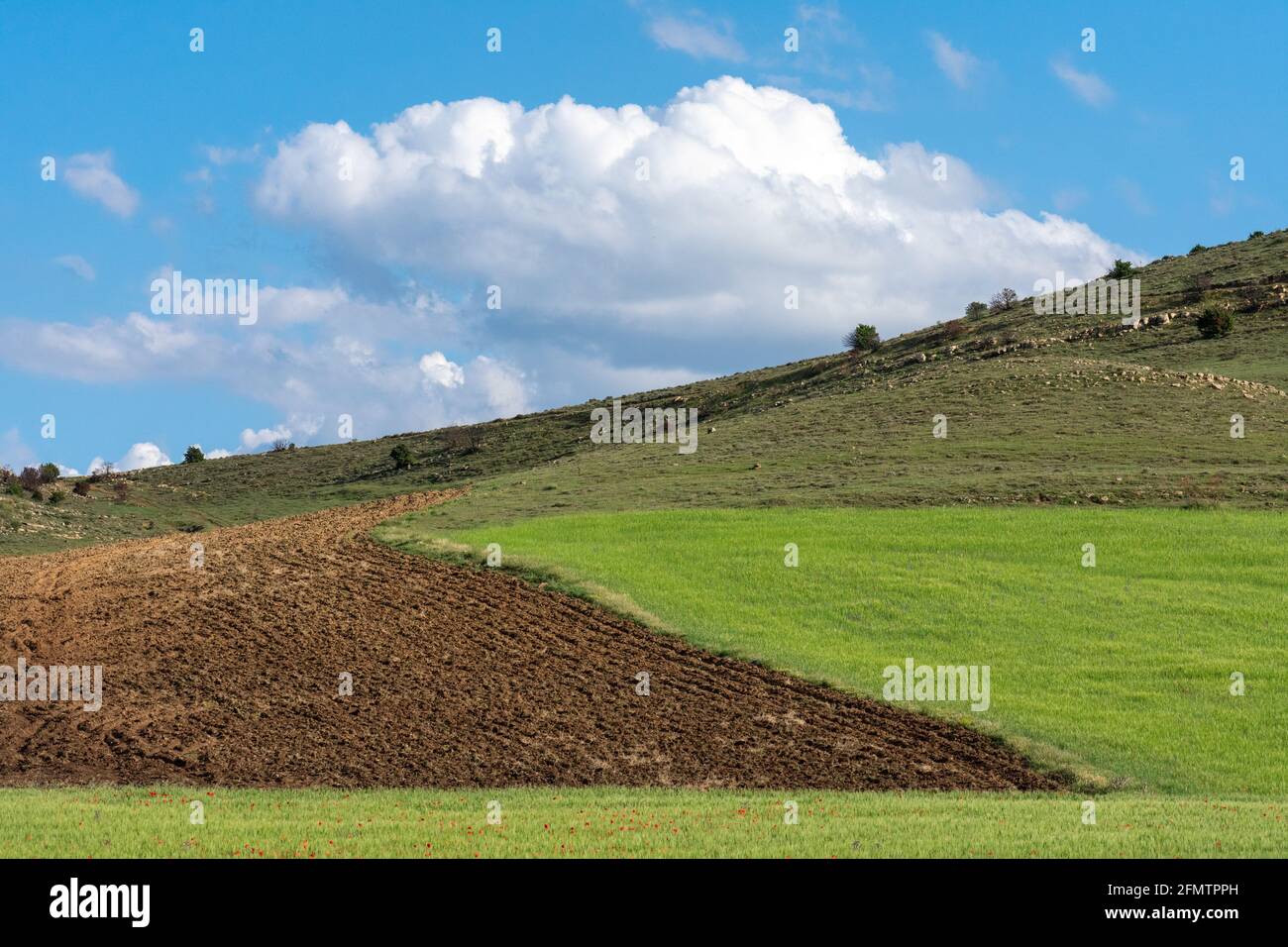 Algeria agriculture hi-res stock photography and images - Alamy