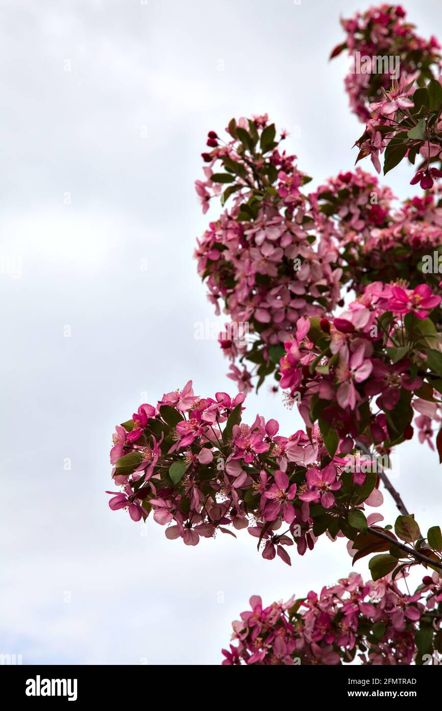 Japanese crabapple in bloom Stock Photo - Alamy
