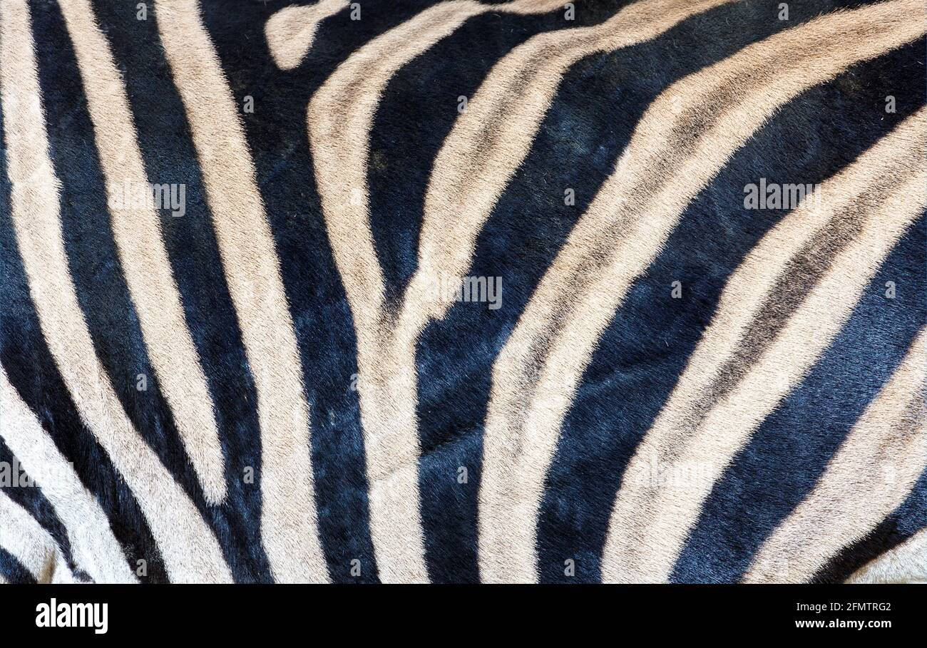 Old zebra hi-res stock photography and images - Alamy