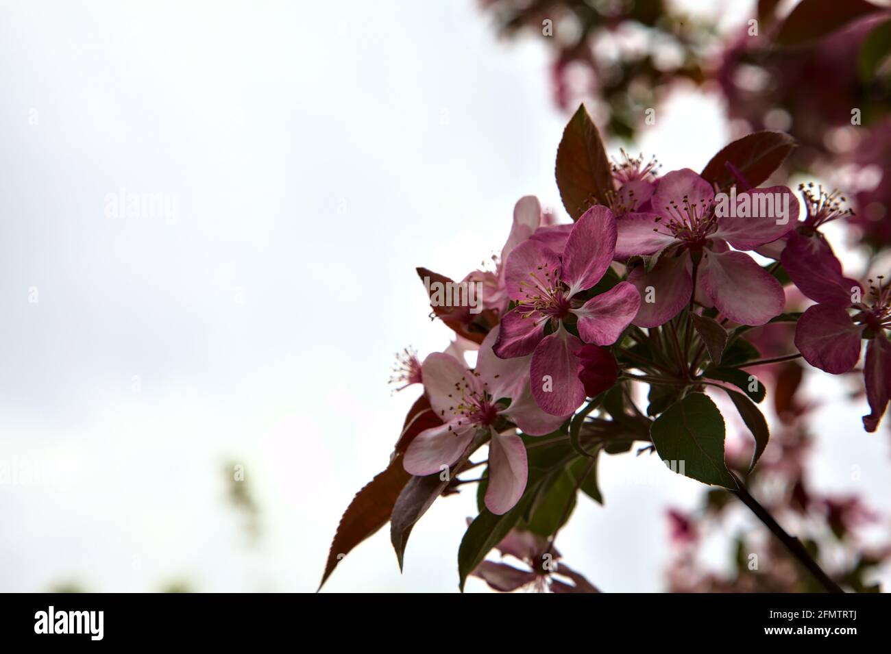 Japanese crabapple in bloom Stock Photo - Alamy