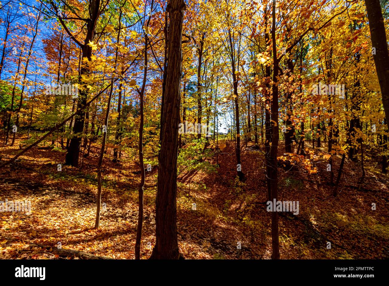 Thick forest floor hi-res stock photography and images - Alamy