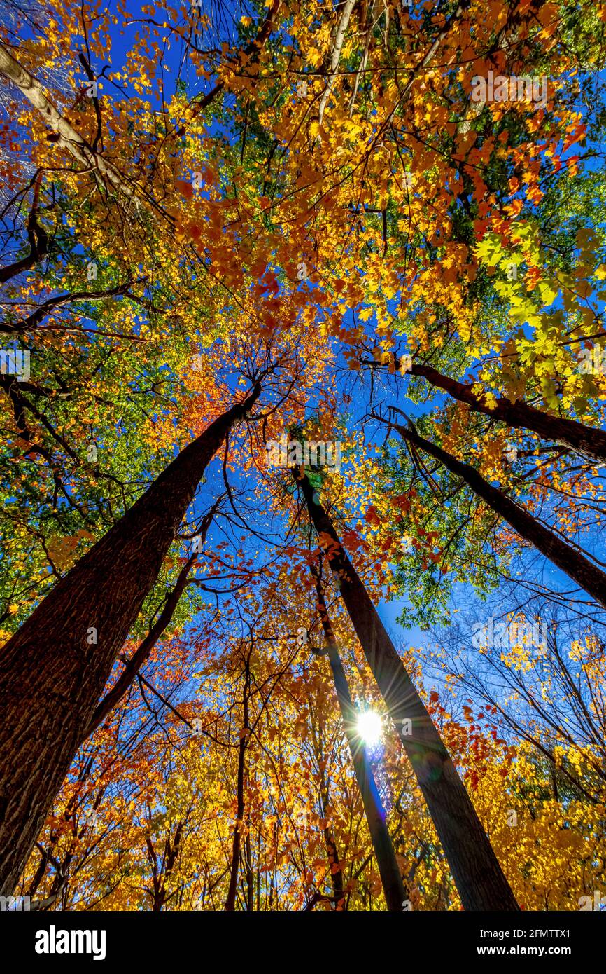 Competing trees try to hide the sun in the fall, Central Canada, ON ...
