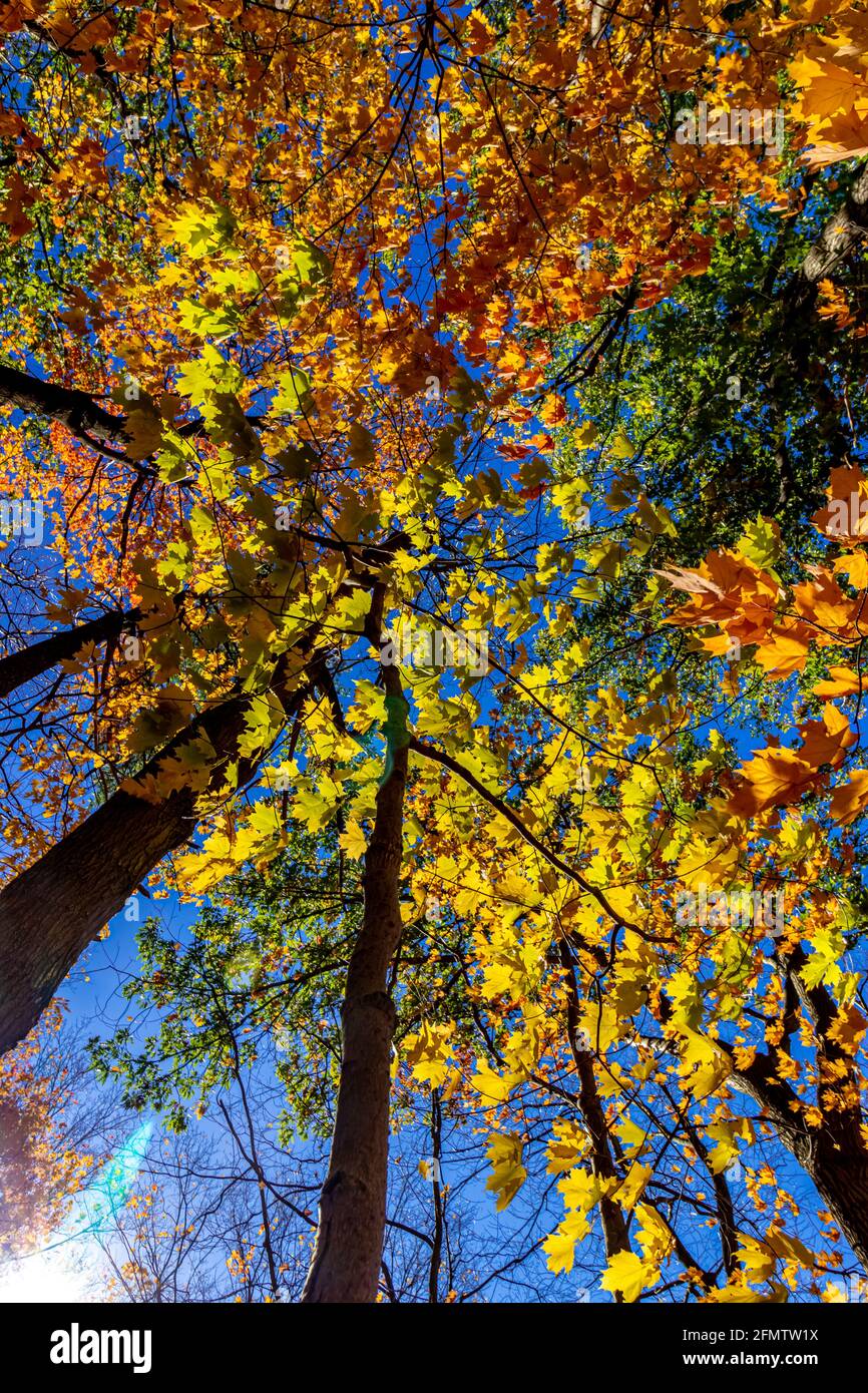 Pale green leaves have some show in this Fall image of the forest ...