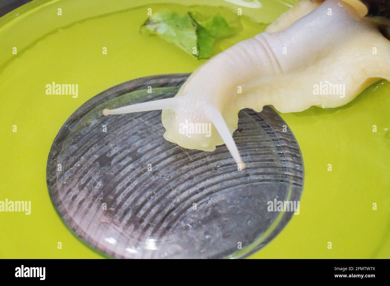 Water snail glass hi-res stock photography and images - Alamy