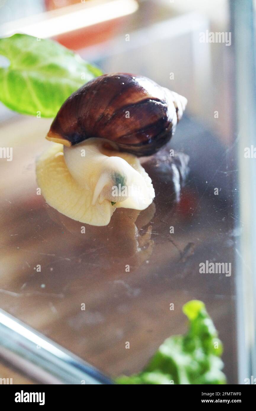 Transparent snail shell hi-res stock photography and images - Alamy
