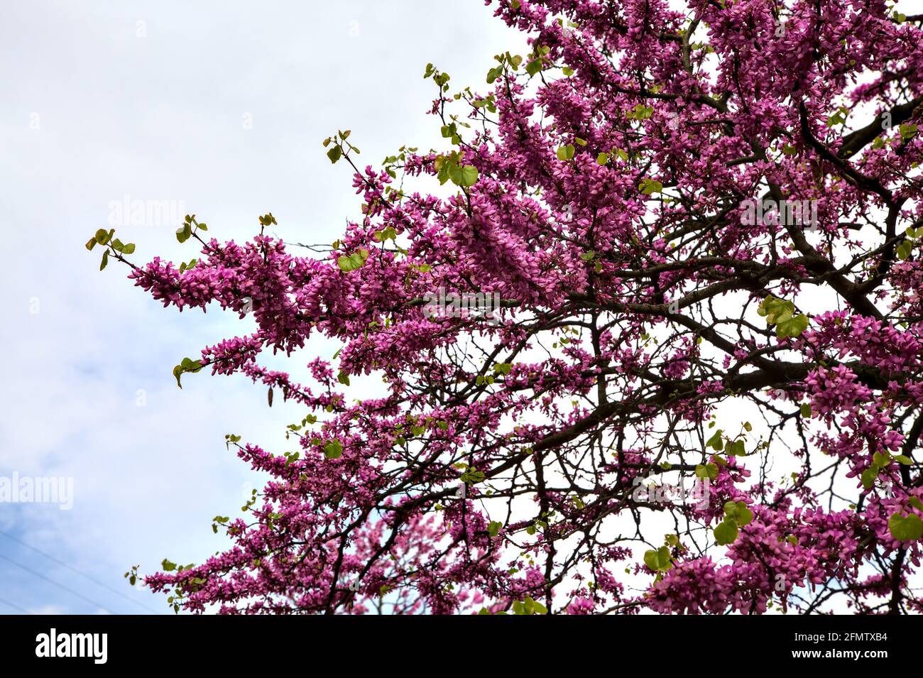 Japanese crabapple tree in bloom Stock Photo - Alamy