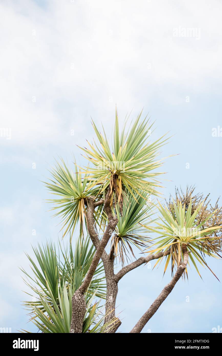 Spiky branches hi-res stock photography and images - Alamy