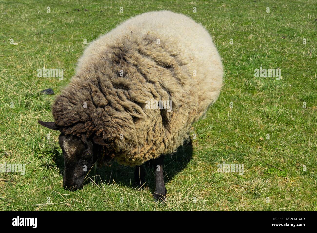 Wooly ram grazing in the green field Stock Photo - Alamy