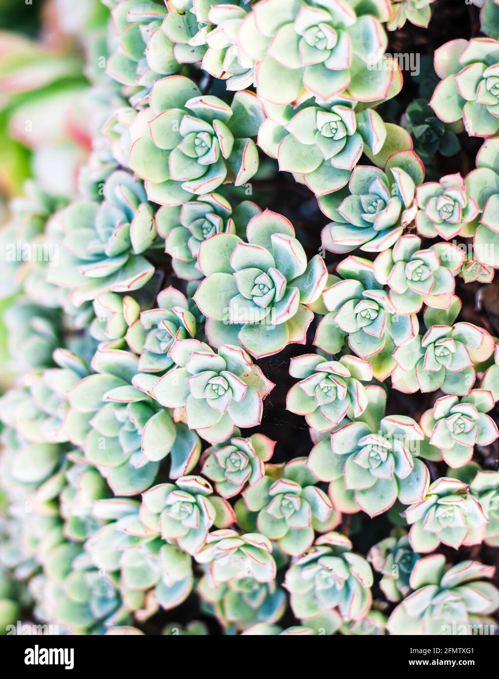 Desert succulents hi-res stock photography and images - Alamy