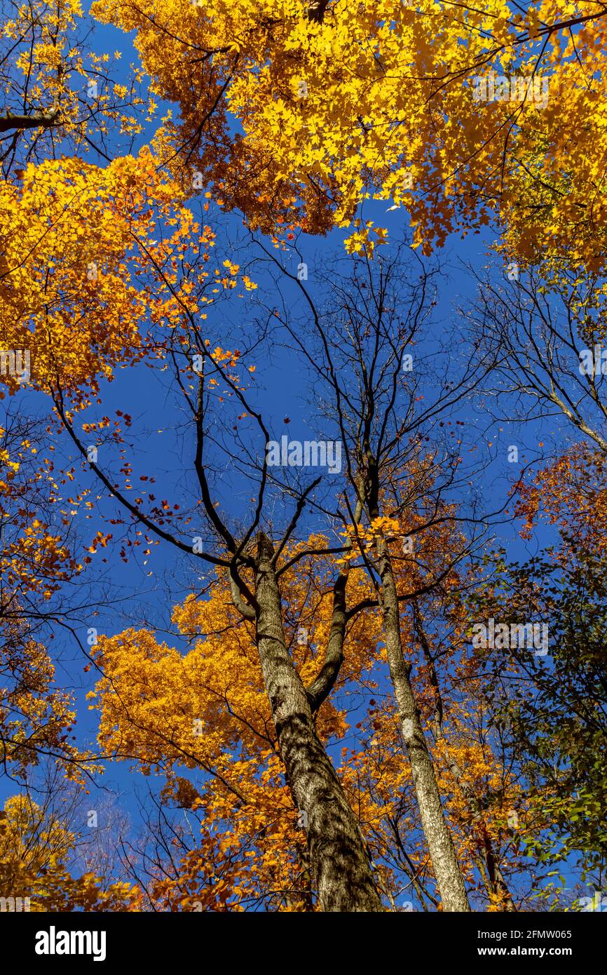 Blue sky challenged by gold of the fall, Central Canada, ON, Canada ...