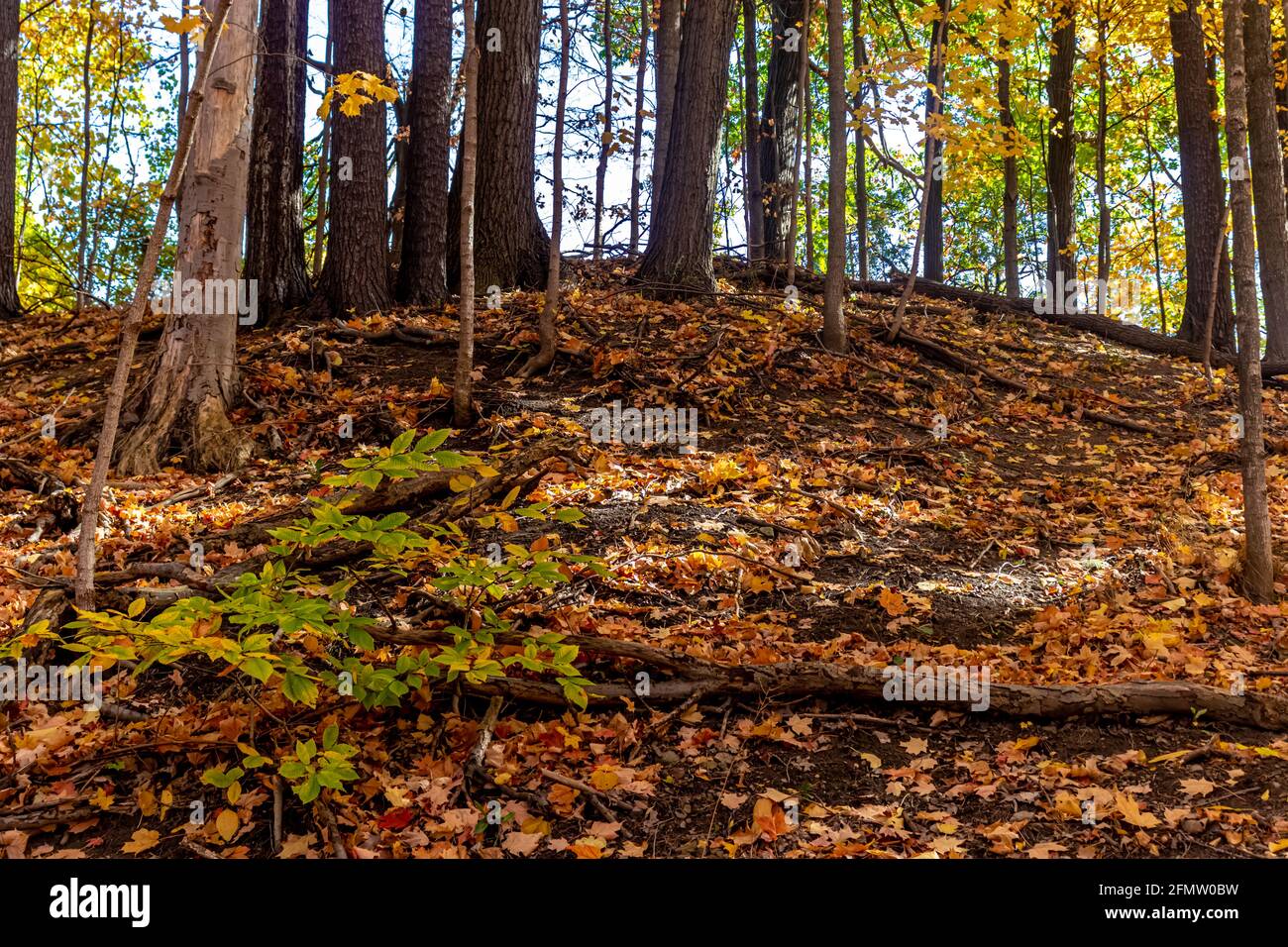 Maple tree roots hi-res stock photography and images - Alamy