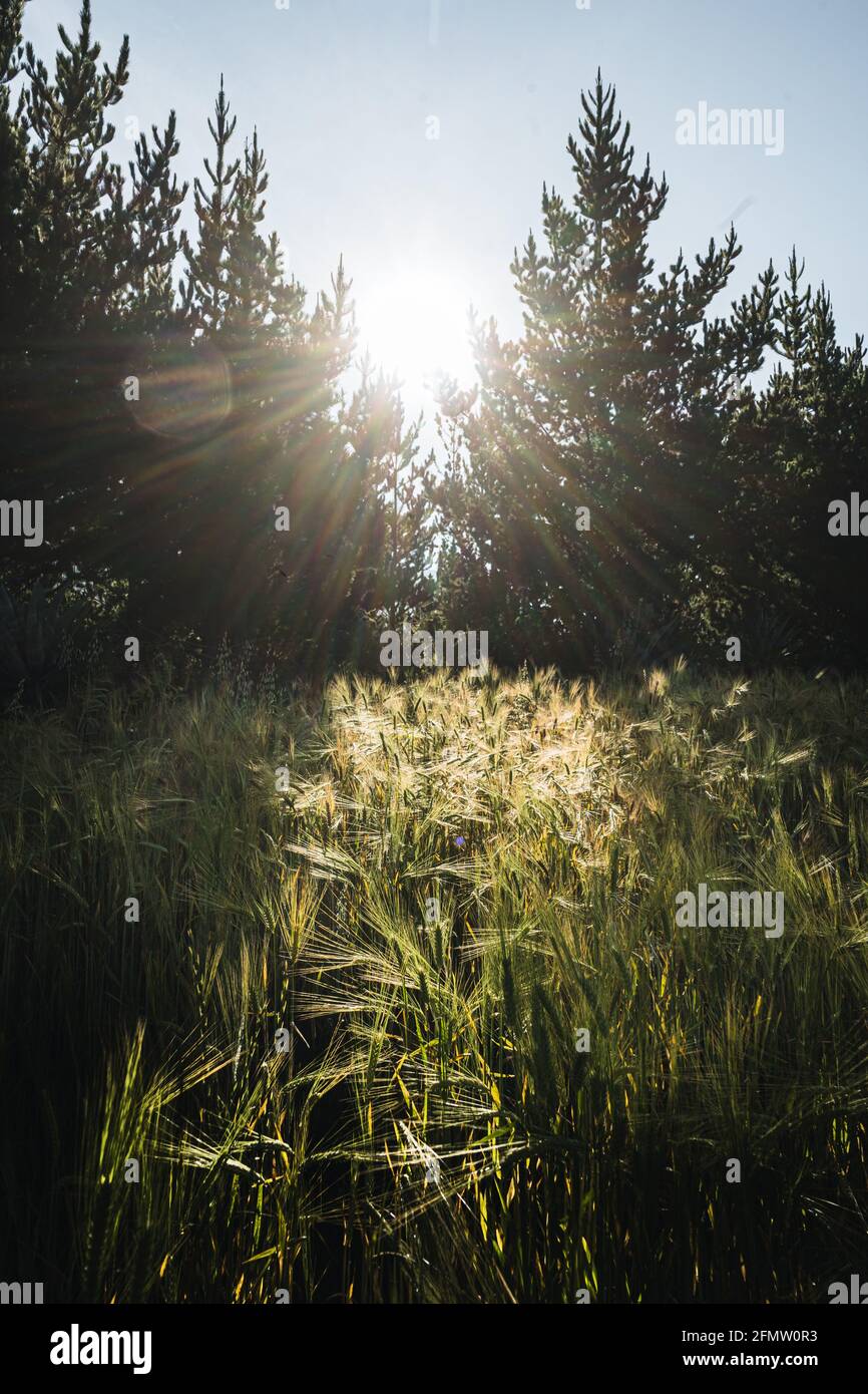 Beautiful light through the forest with trees Stock Photo - Alamy