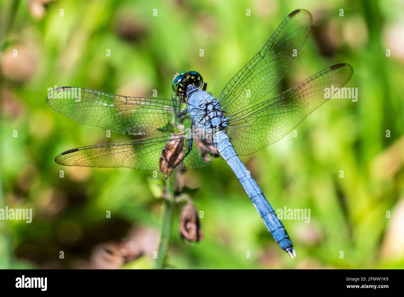 Eastern pondhawk dragonfly (Erythemis simplicicollis) - Bluebird ...