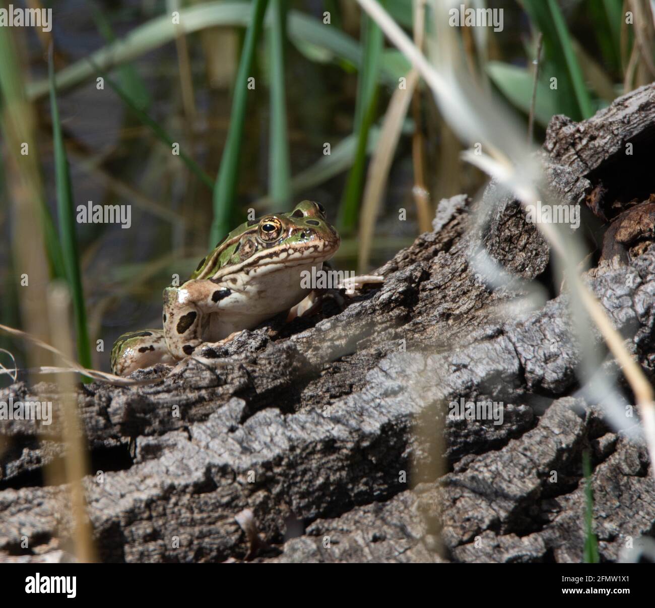 Northern Leopard Frog (Lithobates pipiens) basking on a log in a creek ...