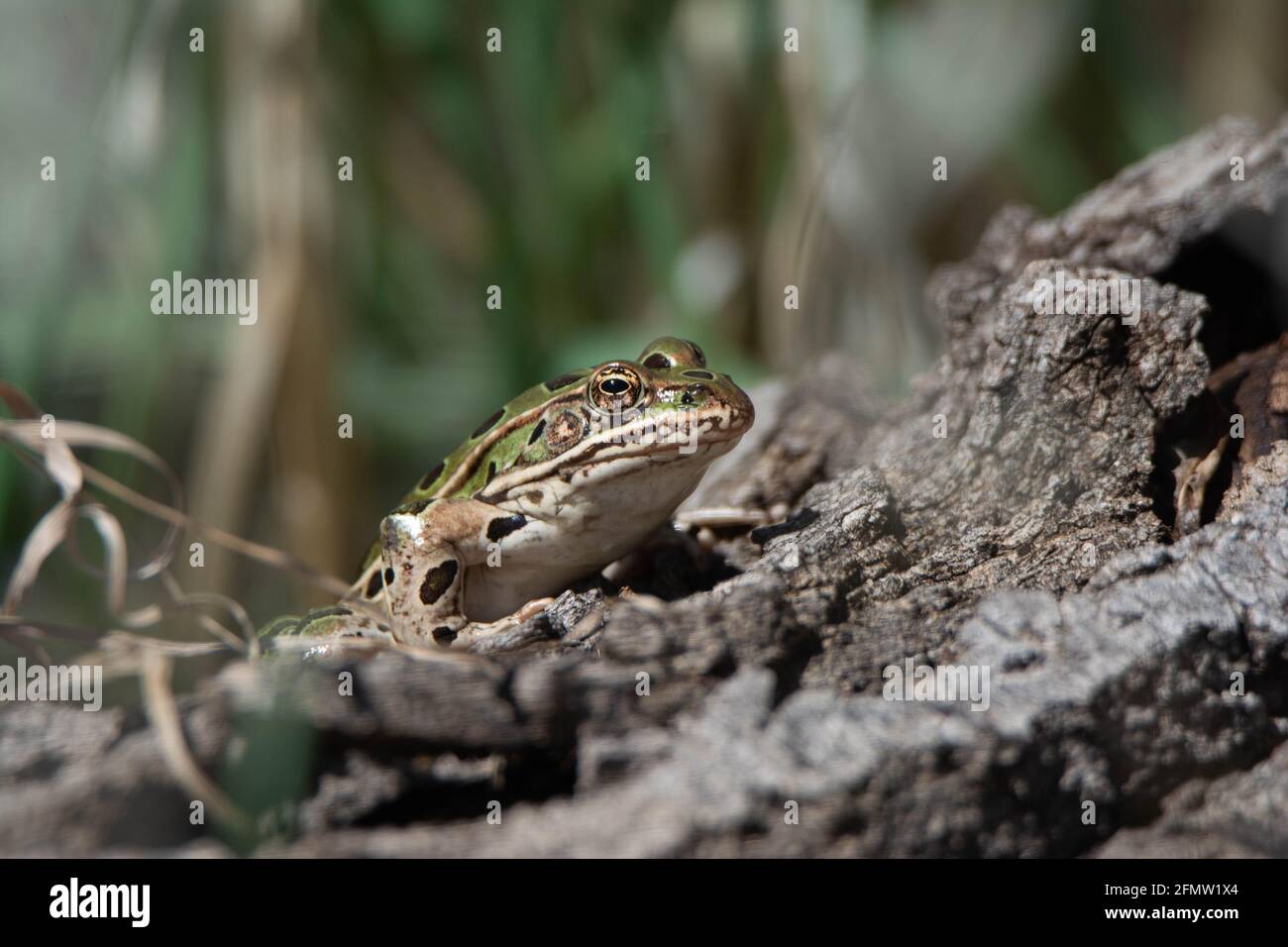 Northern Leopard Frog (Lithobates pipiens) basking on a log in a creek ...