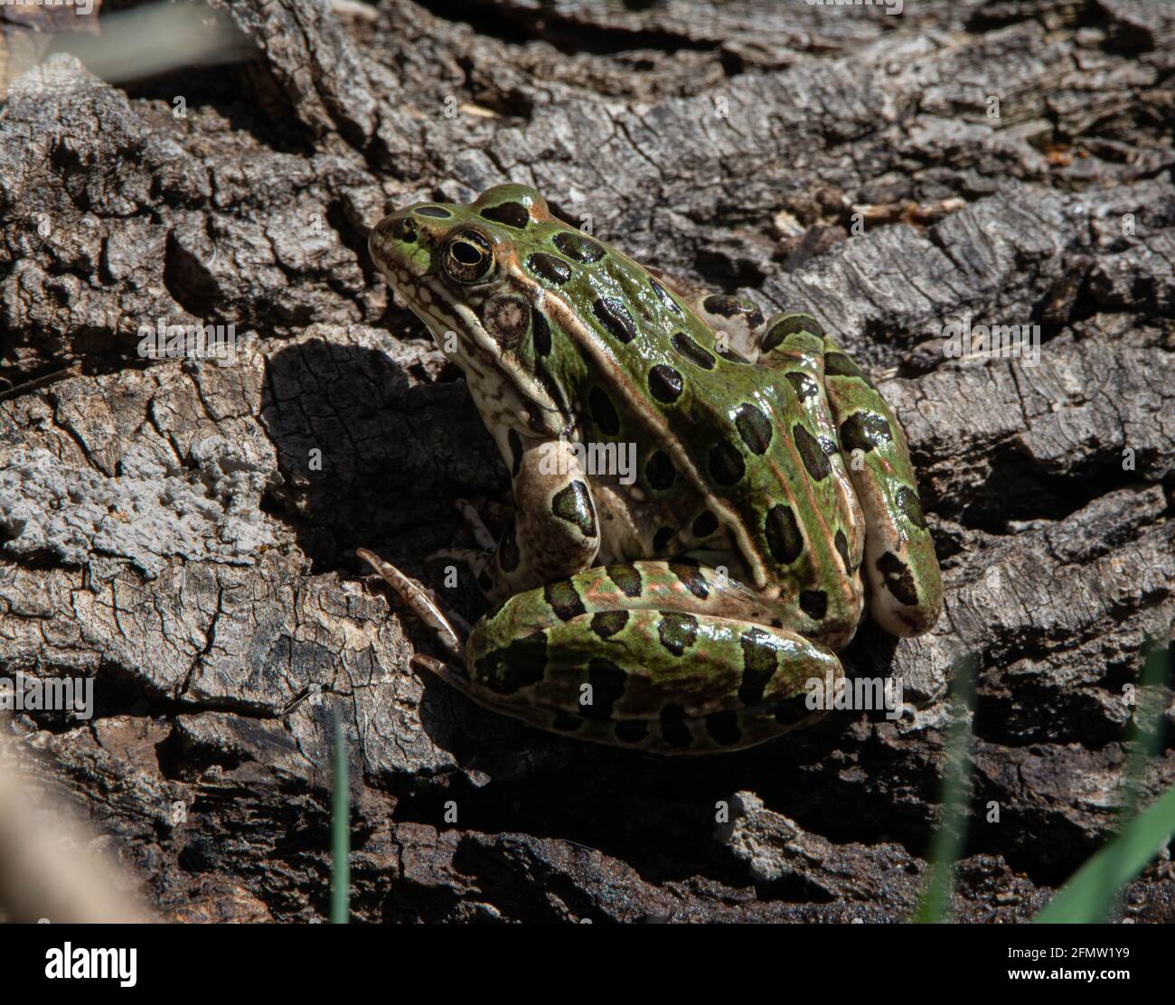 Northern Leopard Frog (Lithobates pipiens) basking on a log in a creek ...