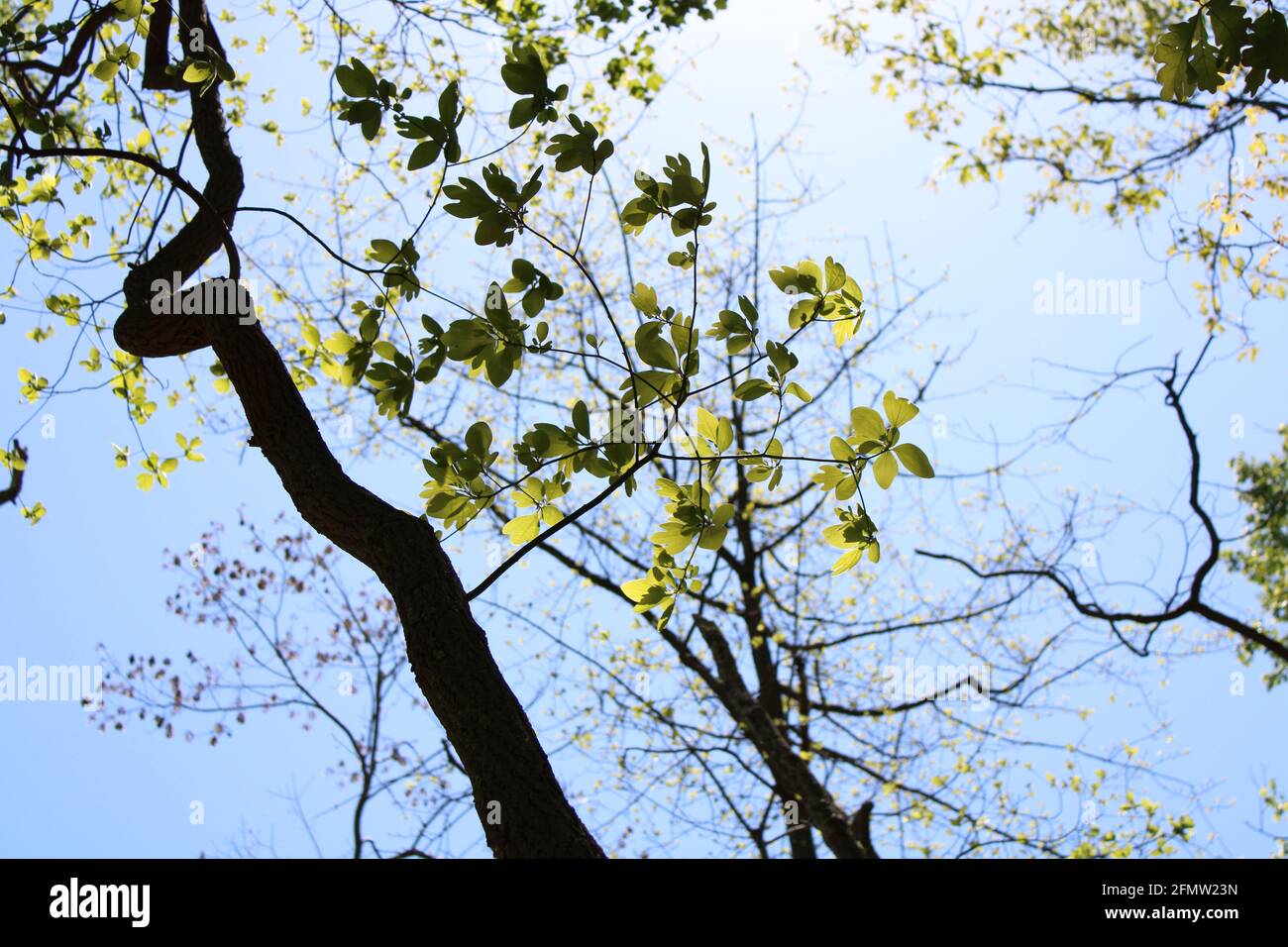 North american sassafras leaf hi-res stock photography and images - Alamy