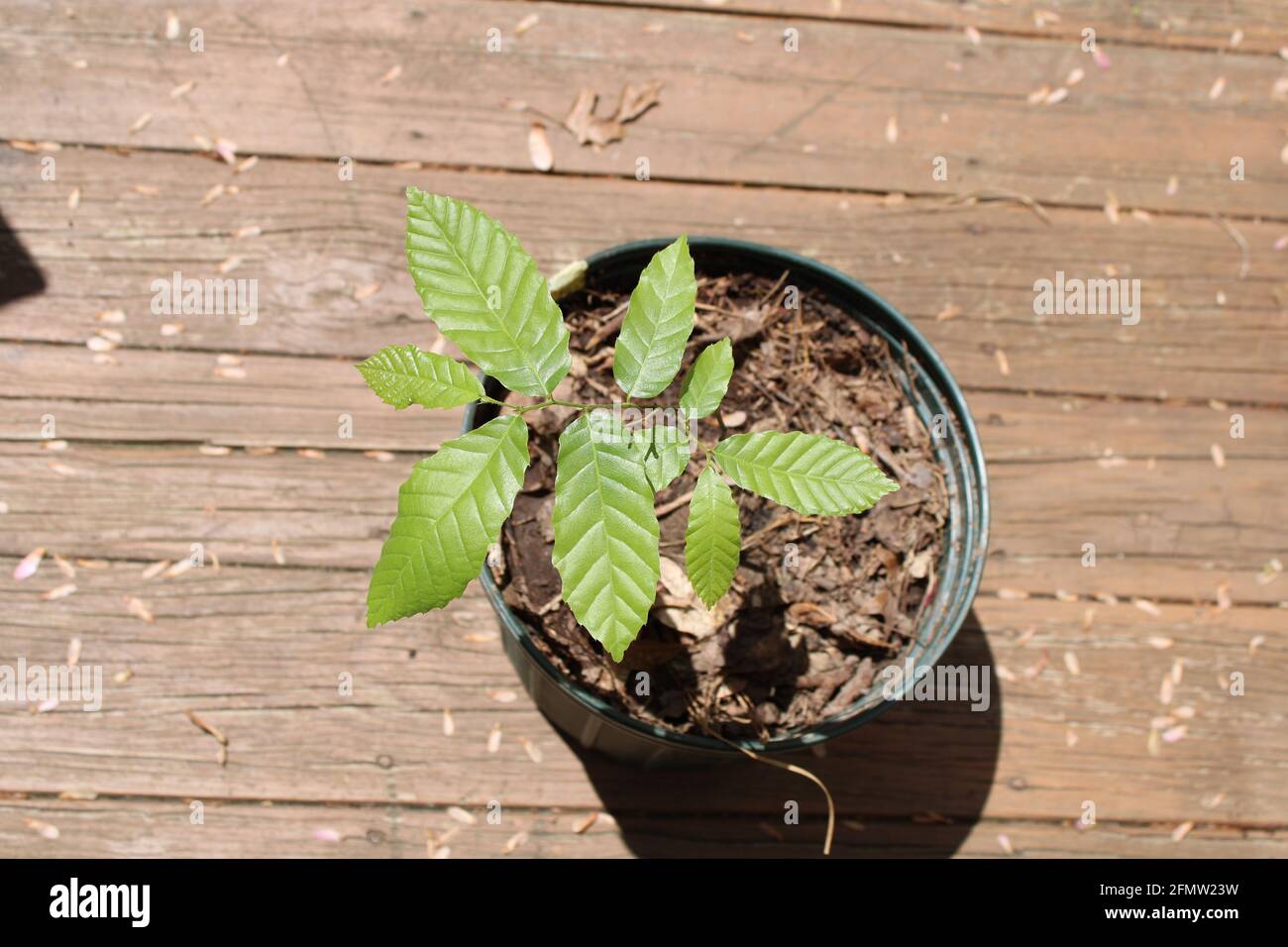 American chestnut tree blight hi-res stock photography and images - Alamy