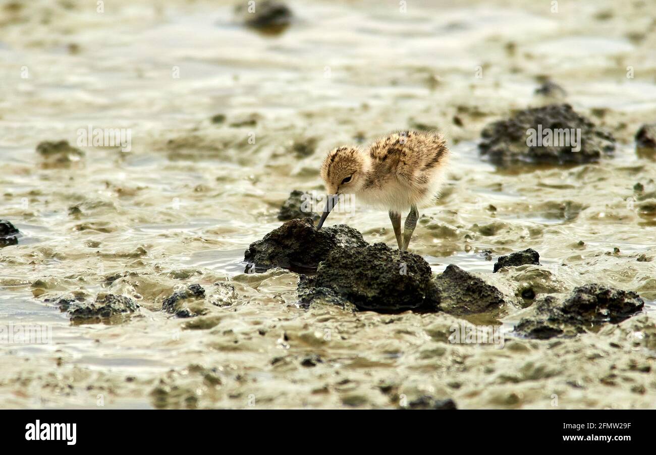 Pied Stilt chicks searching for food in a stream on coastal mudflats ...