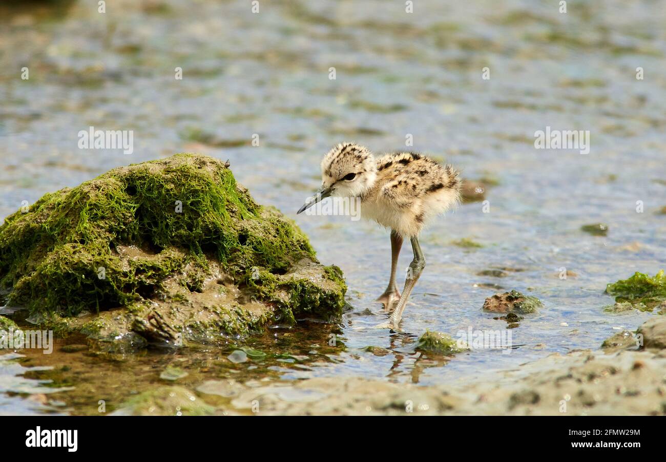 Pied Stilt chicks searching for food in a stream on coastal mudflats ...
