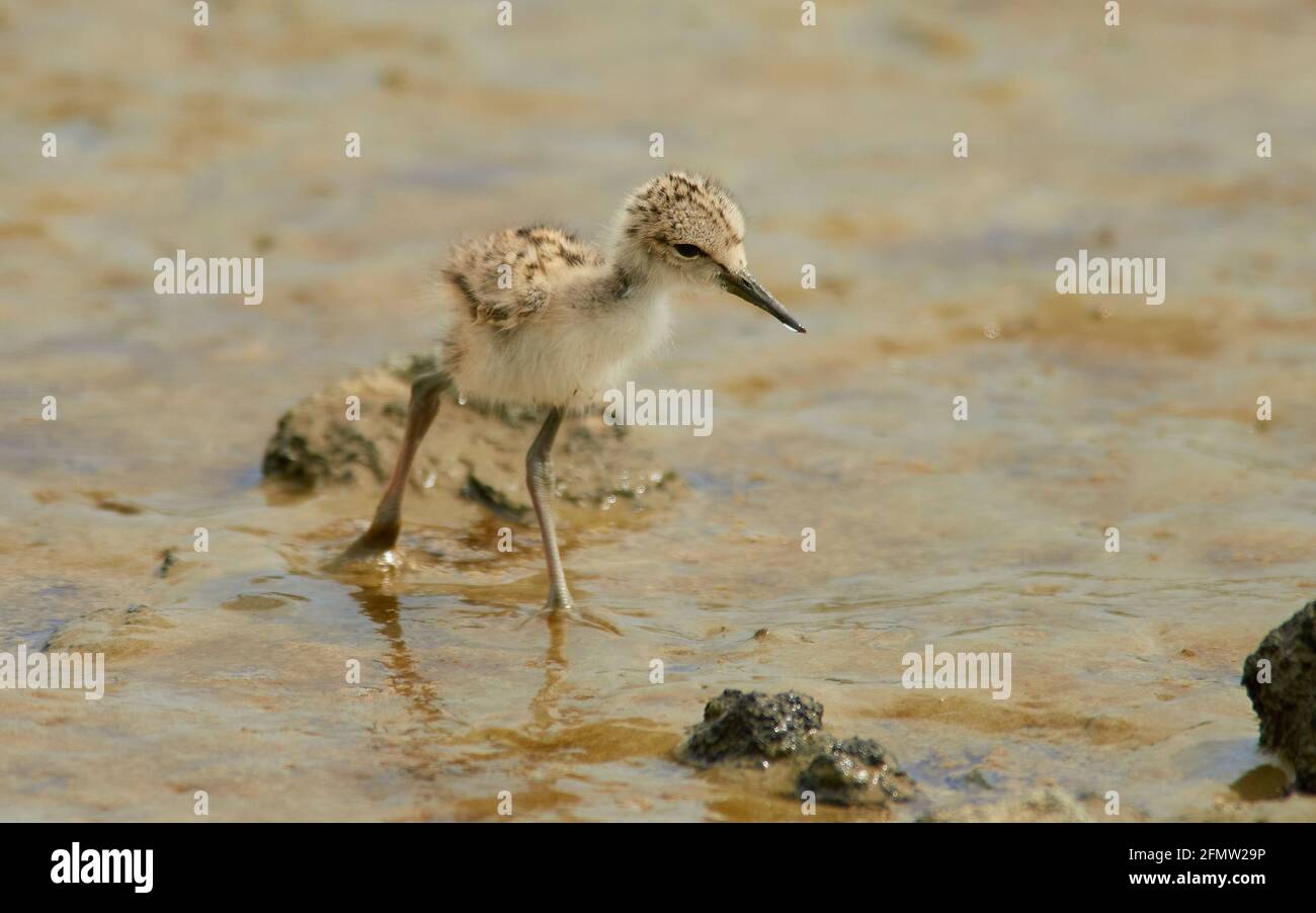 Black winged stilt chicks hi-res stock photography and images - Alamy