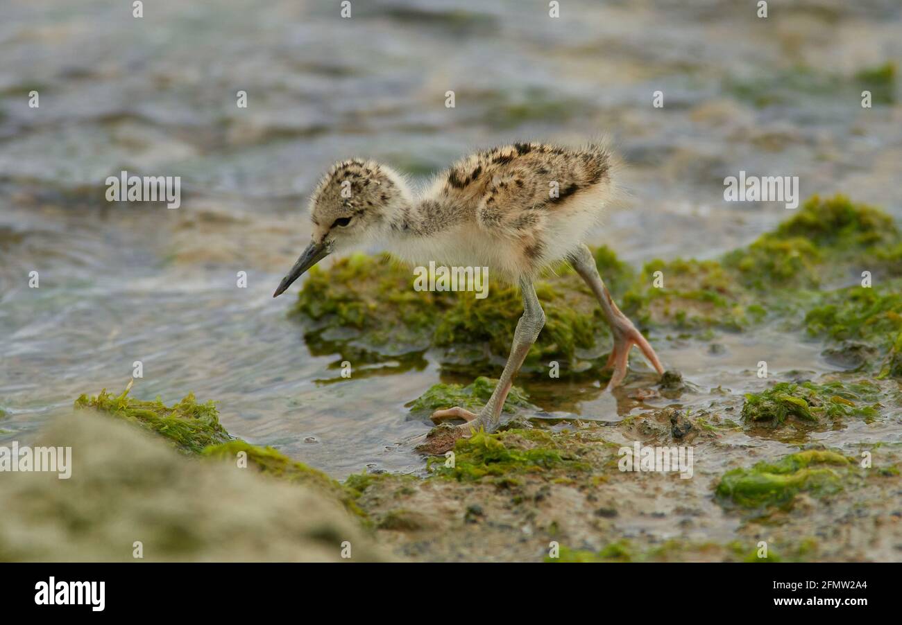 Pied Stilt chicks searching for food in a stream on coastal mudflats ...