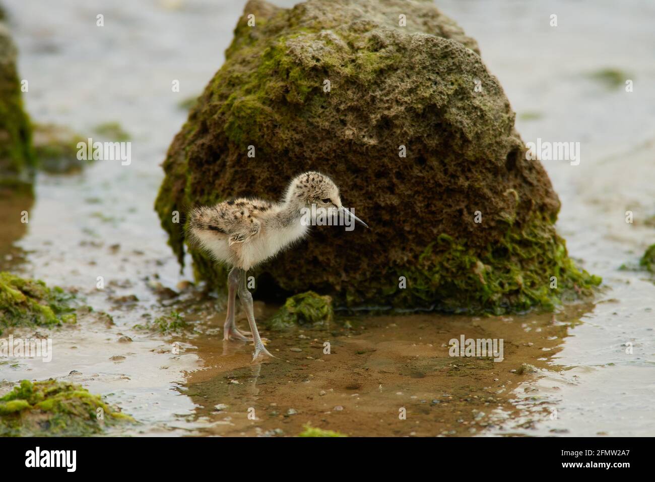 Black winged stilt chicks hi-res stock photography and images - Alamy