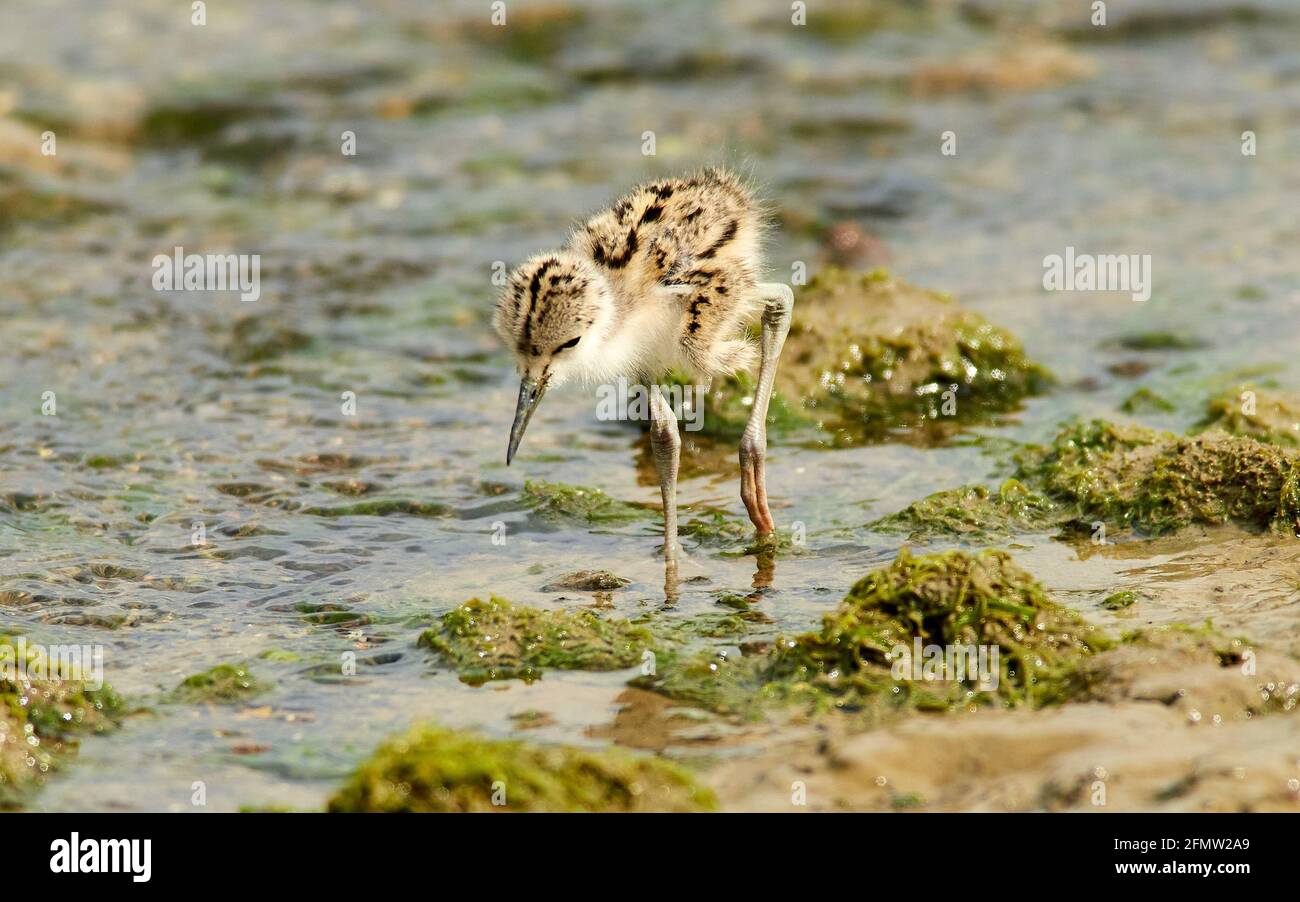 Pied Stilt chicks searching for food in a stream on coastal mudflats ...