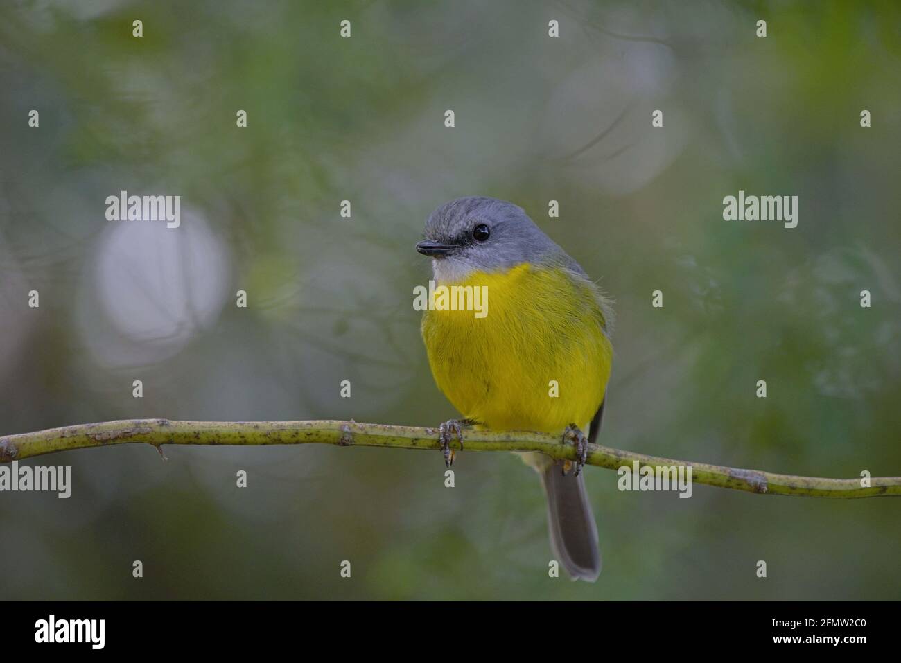 Eastern Yellow Robin Stock Photo - Alamy